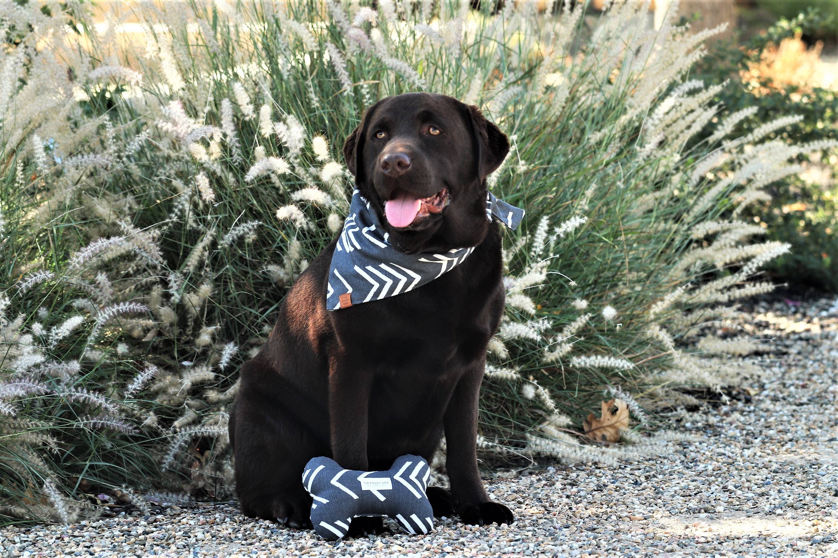 Winery Dog Favorites